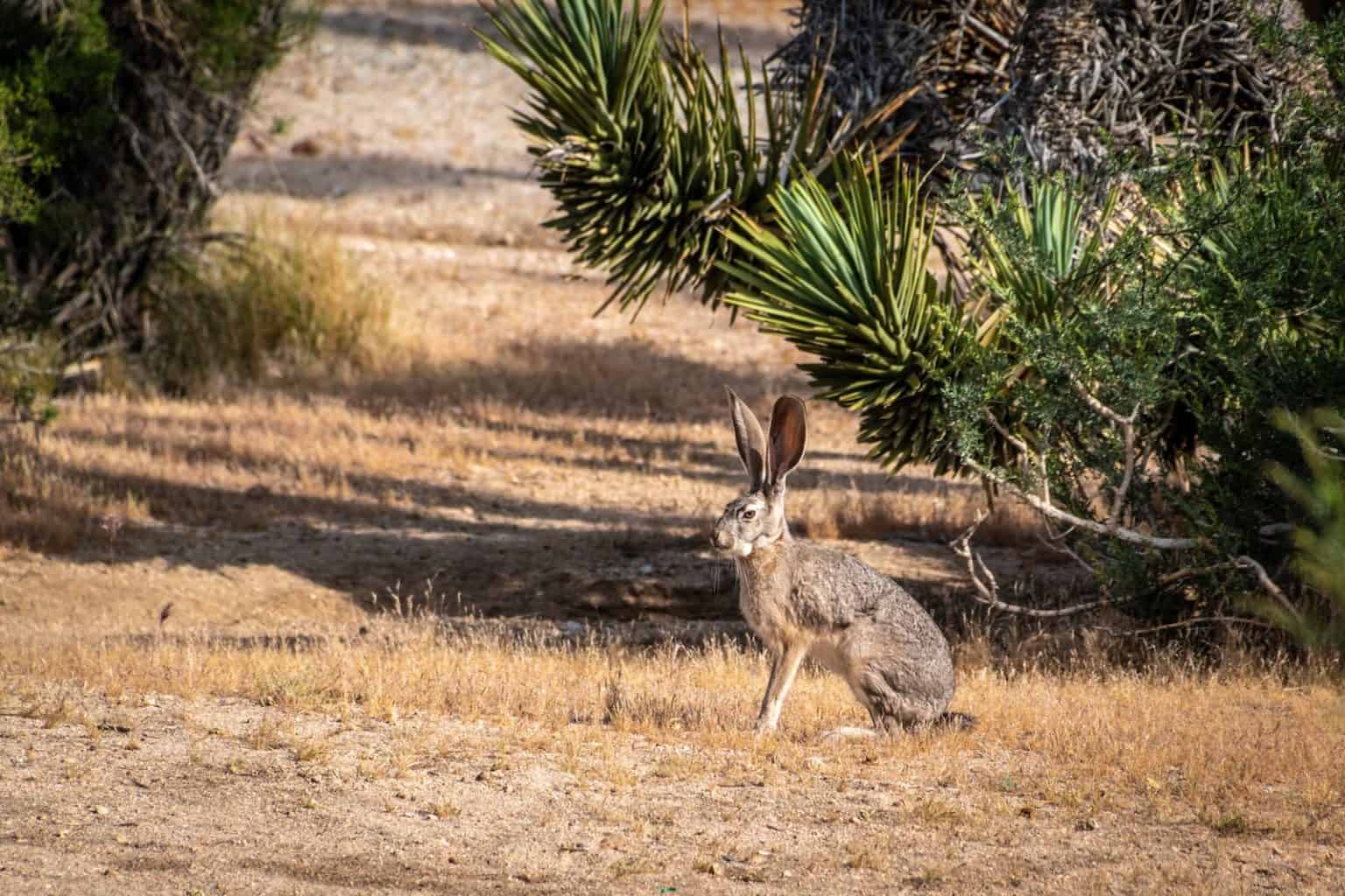 Information about the Antelope Jackrabbit Breed: Facts, Traits, and ...