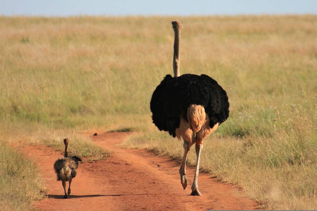 North African Ostrich Facts, Uses, Characteristics & Habitat - Pet Breeezy