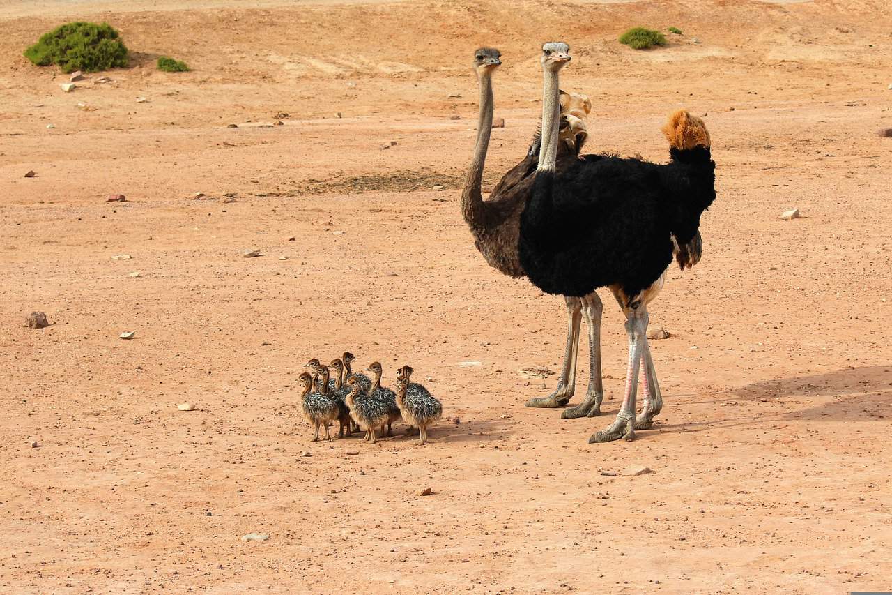 Do Ostriches Swim? Here's What You Should Know! - Pet Breeezy