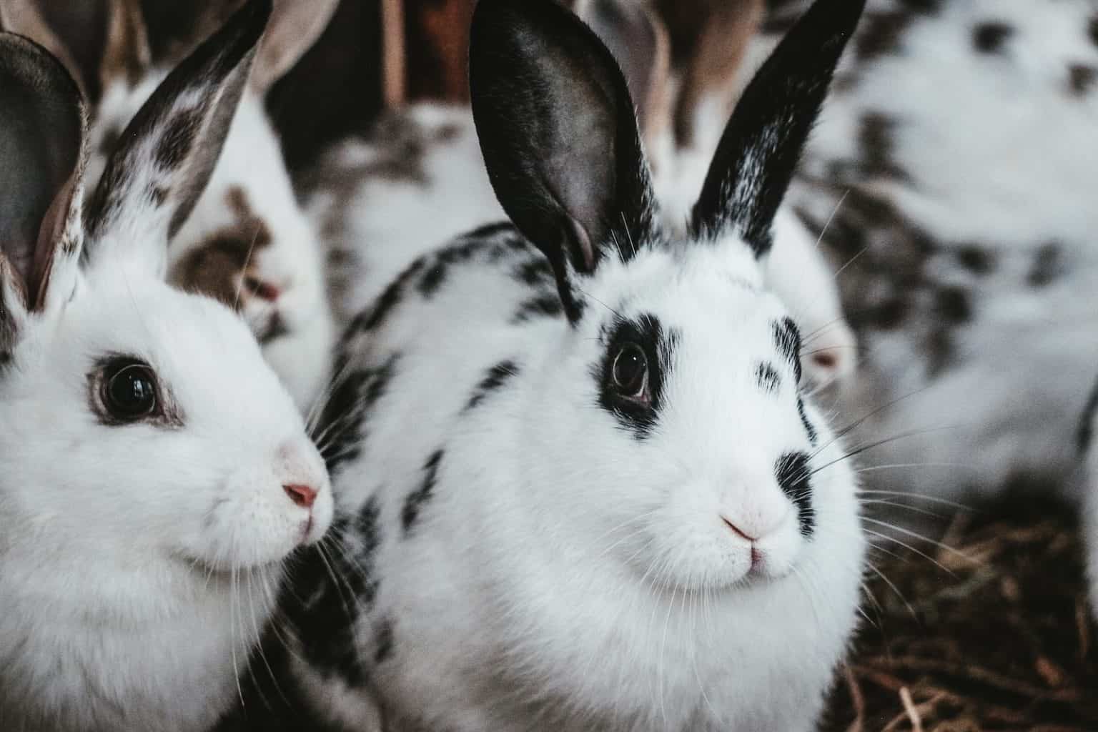 6 Most Aggressive Rabbit Breeds - Pet Breeezy