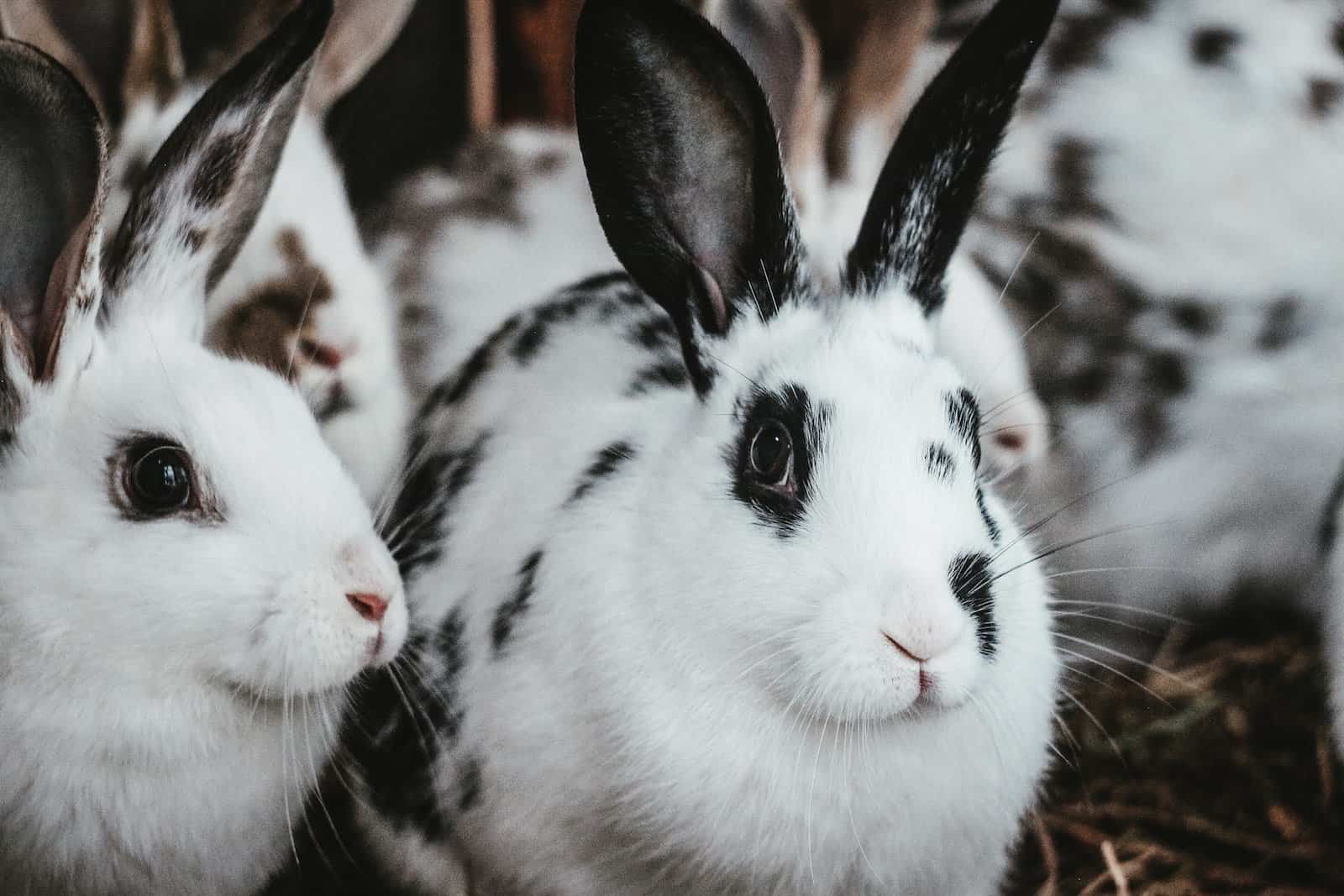 6 Most Aggressive Rabbit Breeds - Pet Breeezy