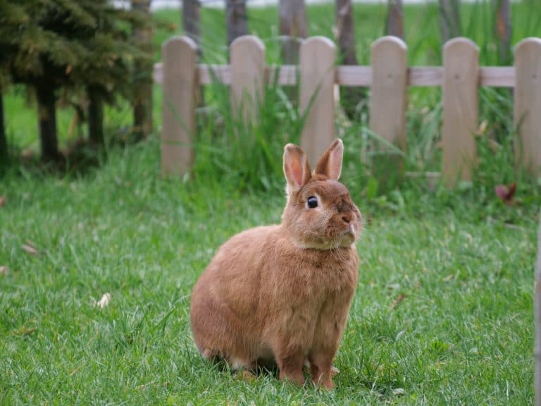 6 Most Aggressive Rabbit Breeds - Pet Breeezy
