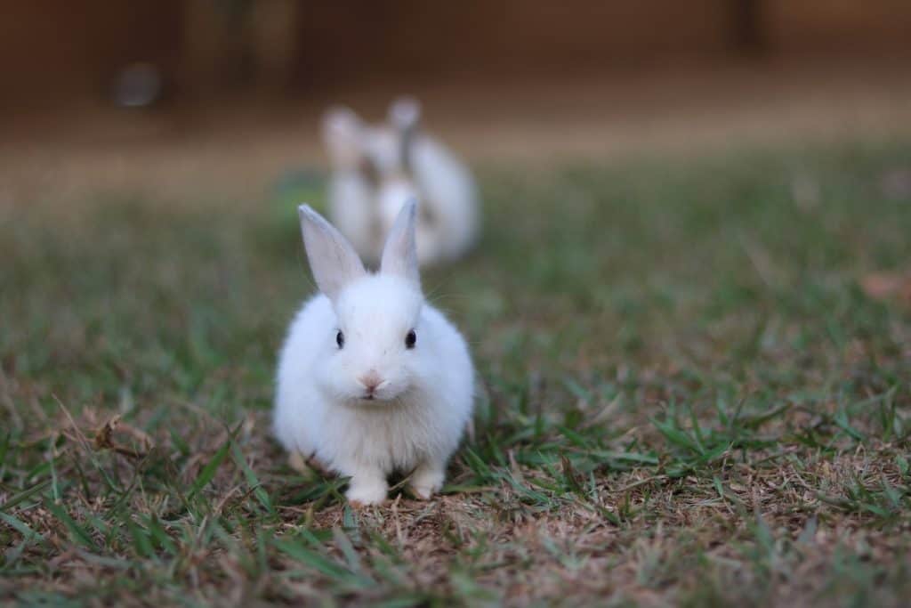 Information about American Rabbit Breeds: Facts and Characteristics ...