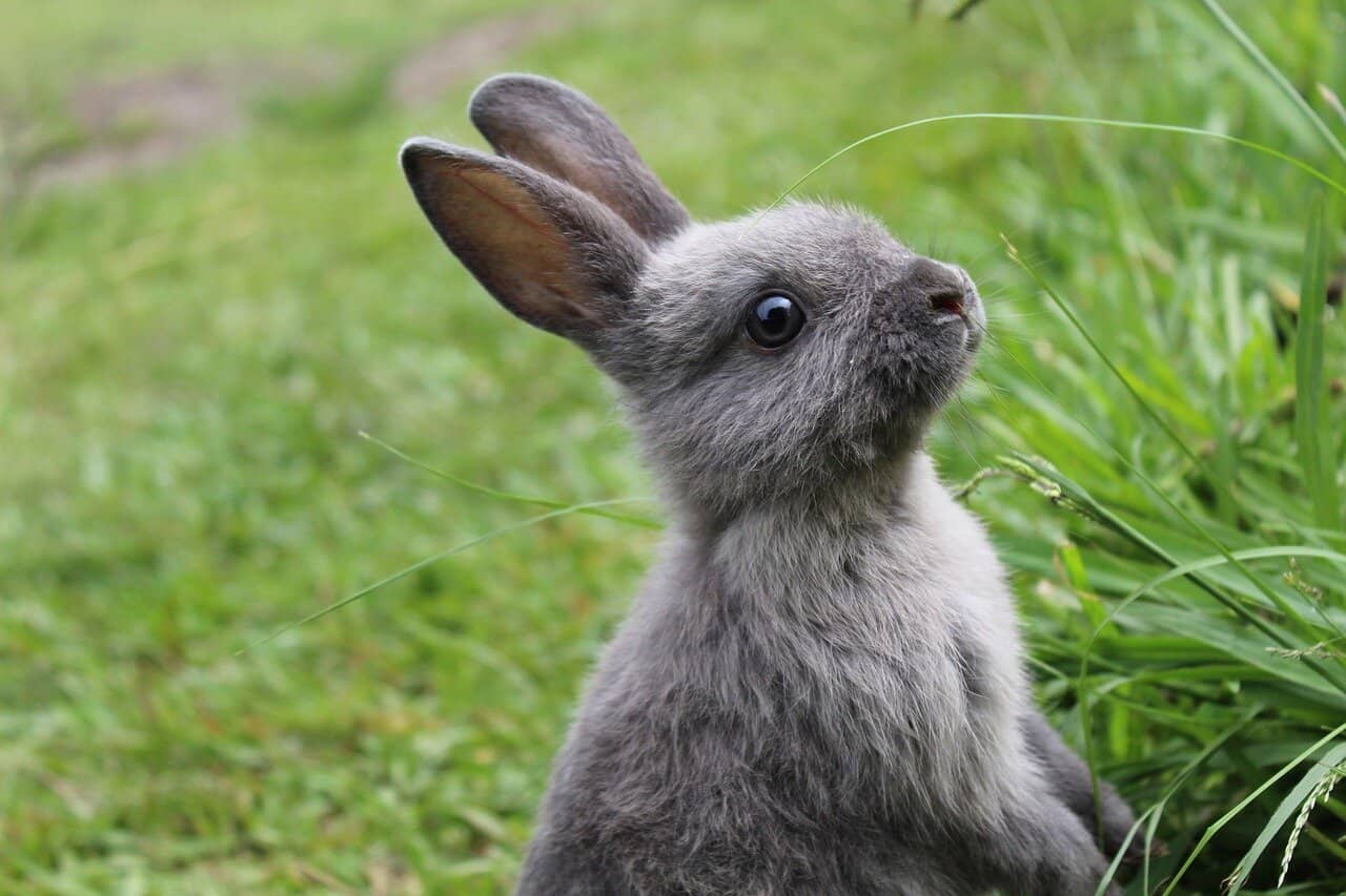 17 Popular Brown Rabbit Breeds - Pet Breeezy