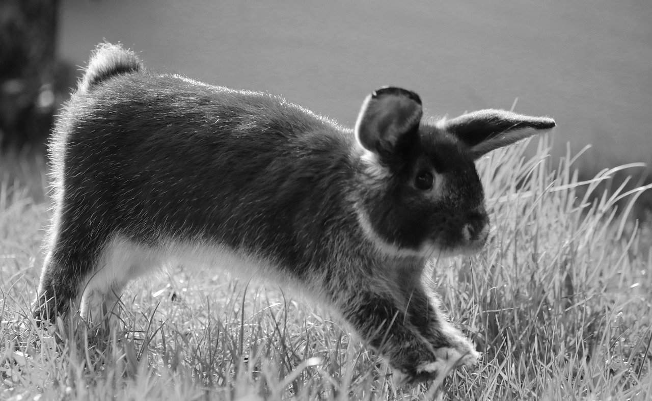 13 Grey Rabbit Breeds - Pet Breeezy