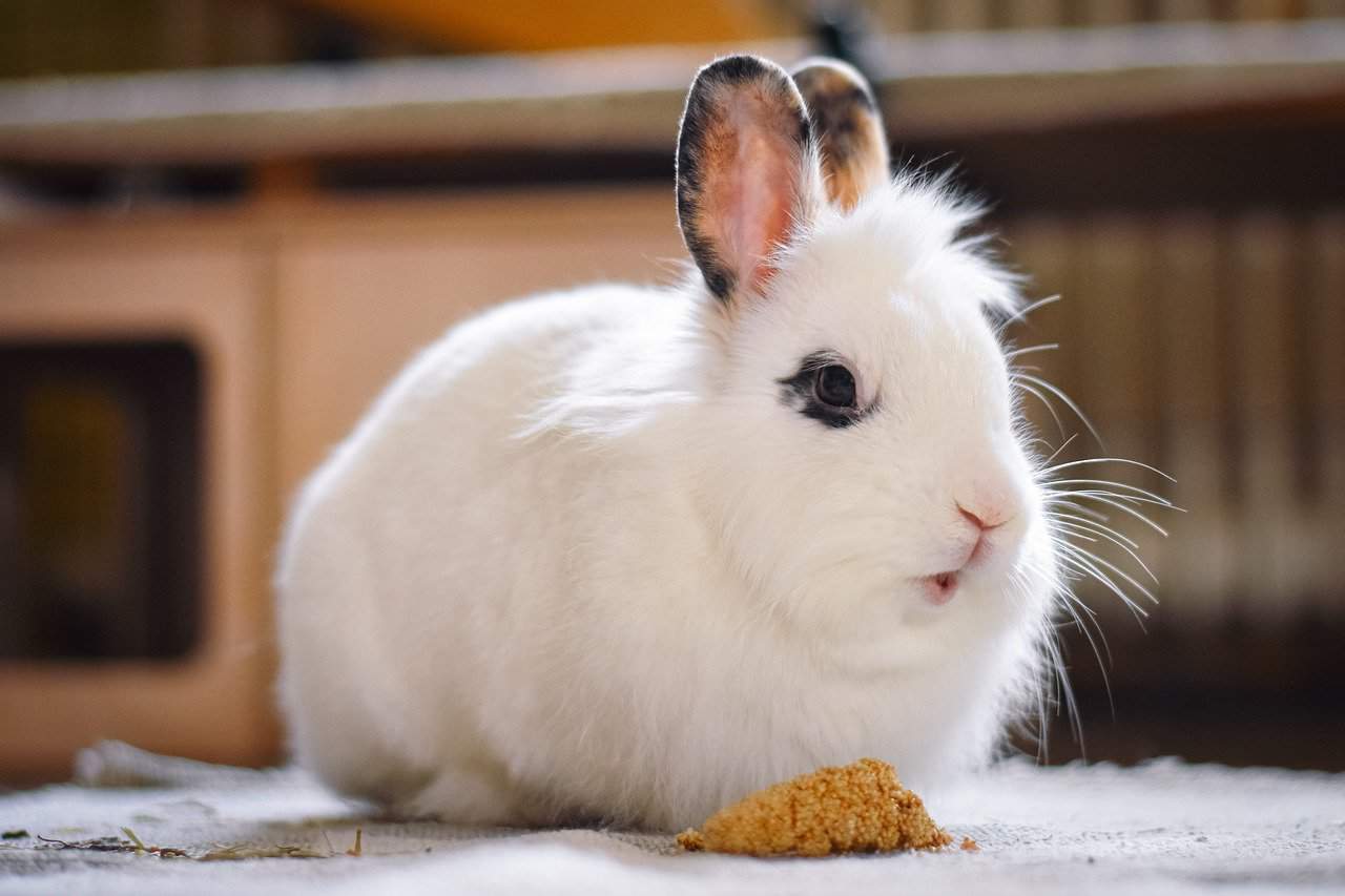 Common Reasons Why Do Rabbits Dig and Scratch on Your Clothes? - Pet ...