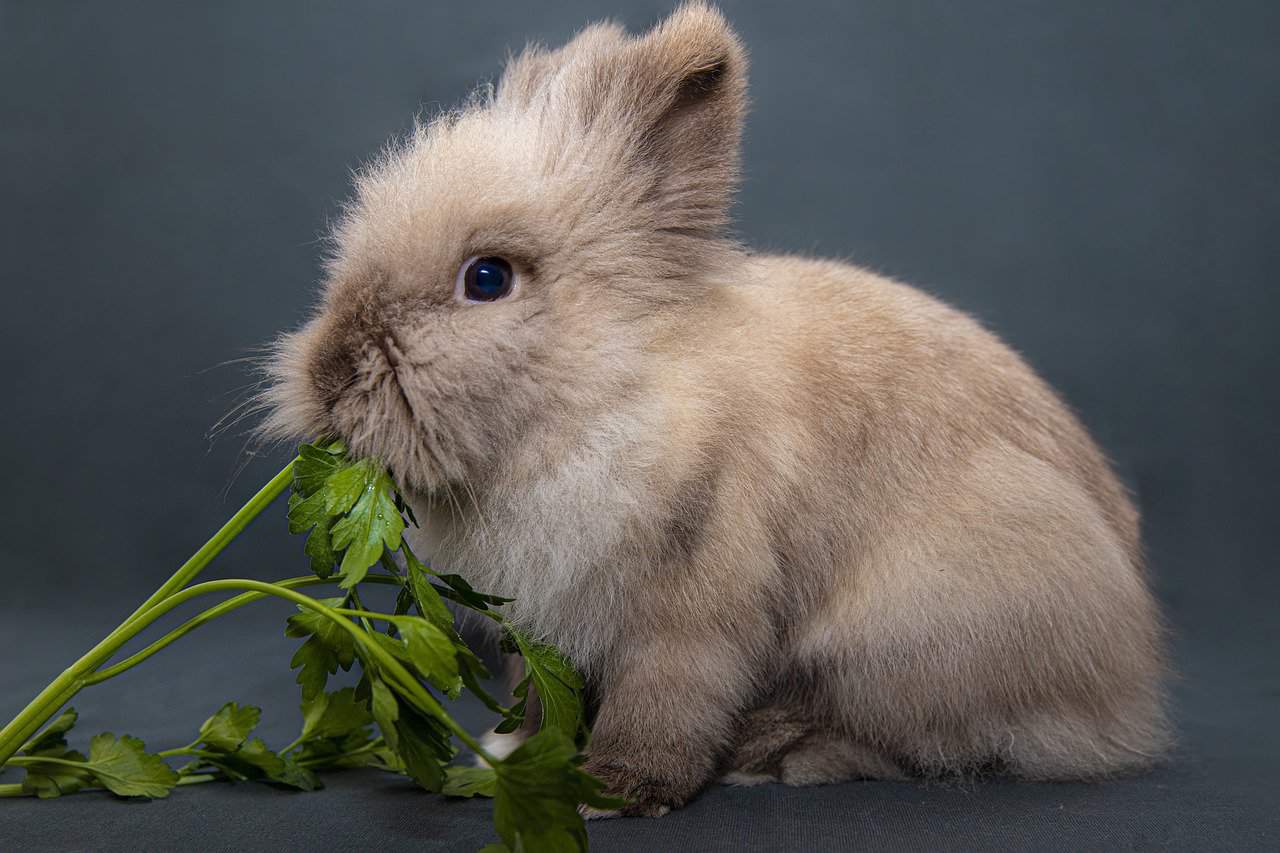 6 Most Aggressive Rabbit Breeds - Pet Breeezy