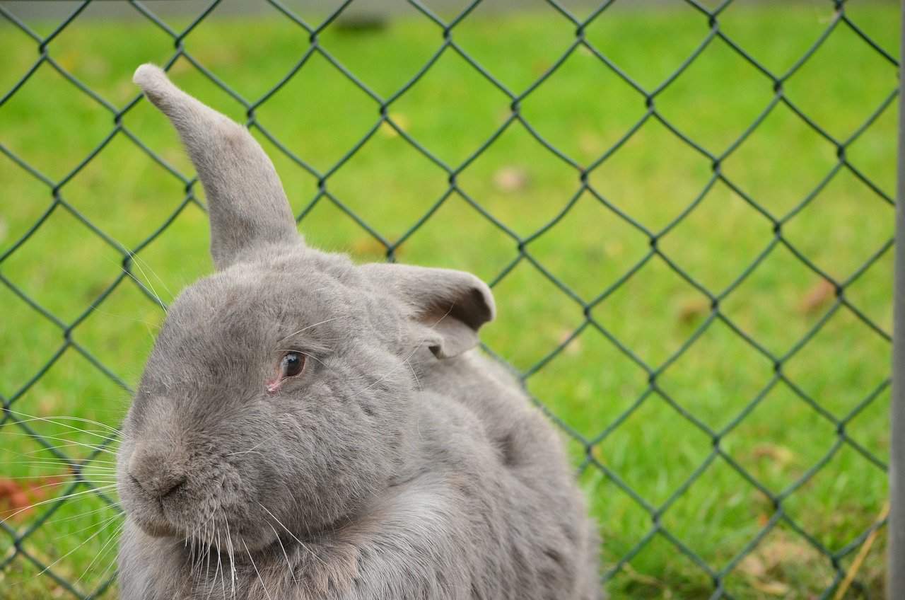 13 Grey Rabbit Breeds - Pet Breeezy