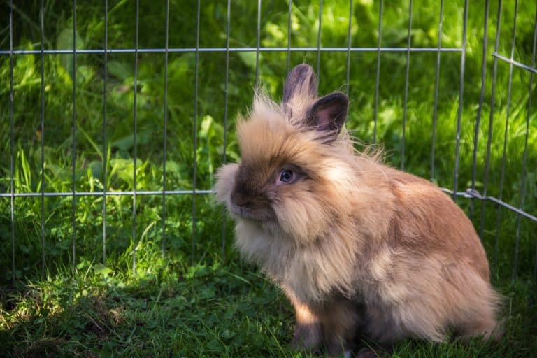 6 Most Aggressive Rabbit Breeds - Pet Breeezy