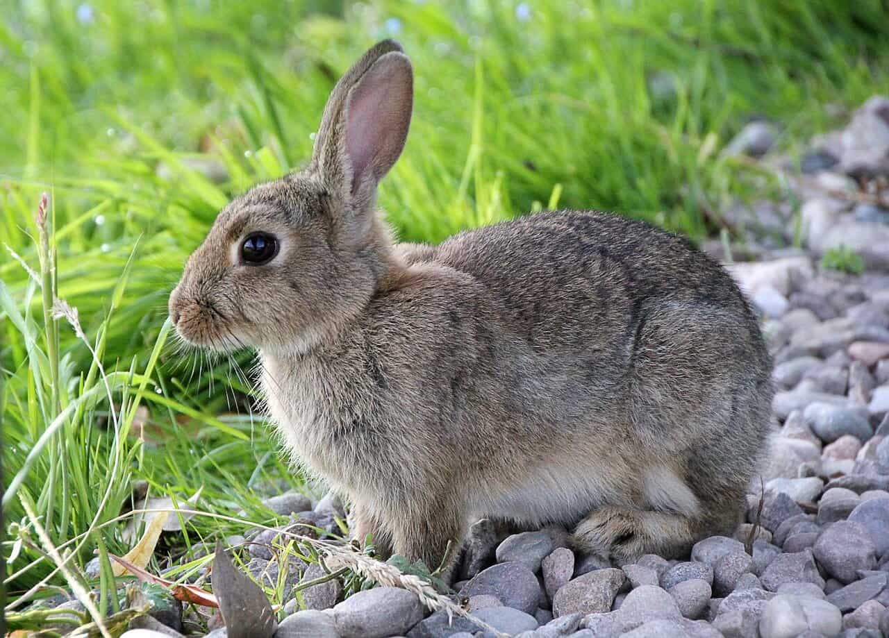 13 Grey Rabbit Breeds - Pet Breeezy
