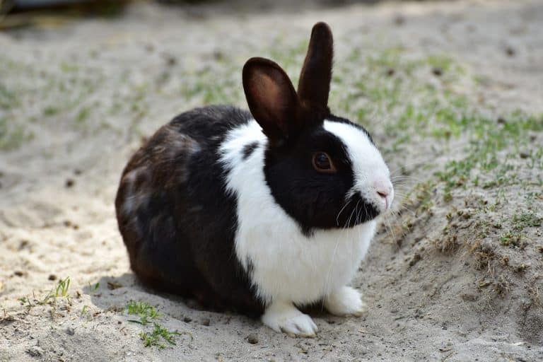11 Smallest Rabbit Breeds In The World - Pet Breeezy