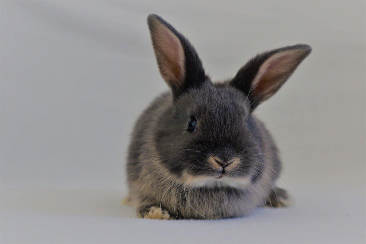 11 Smallest Rabbit Breeds In The World - Pet Breeezy