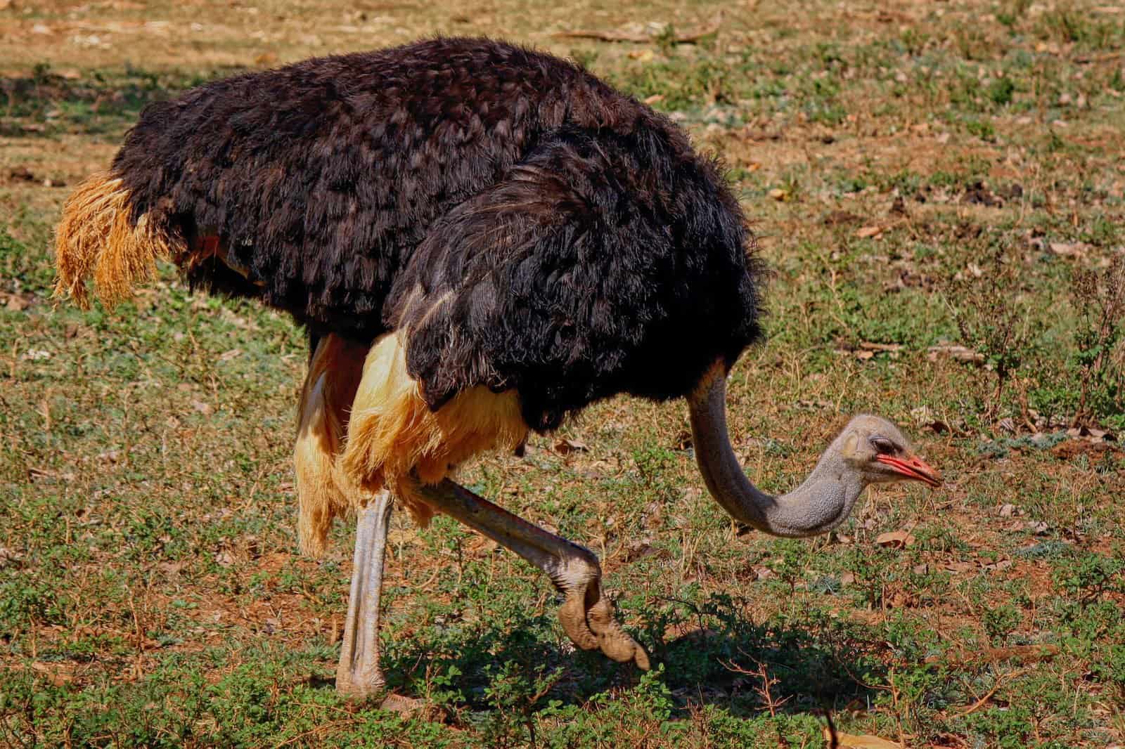 North African Ostrich Facts, Uses, Characteristics & Habitat - Pet Breeezy