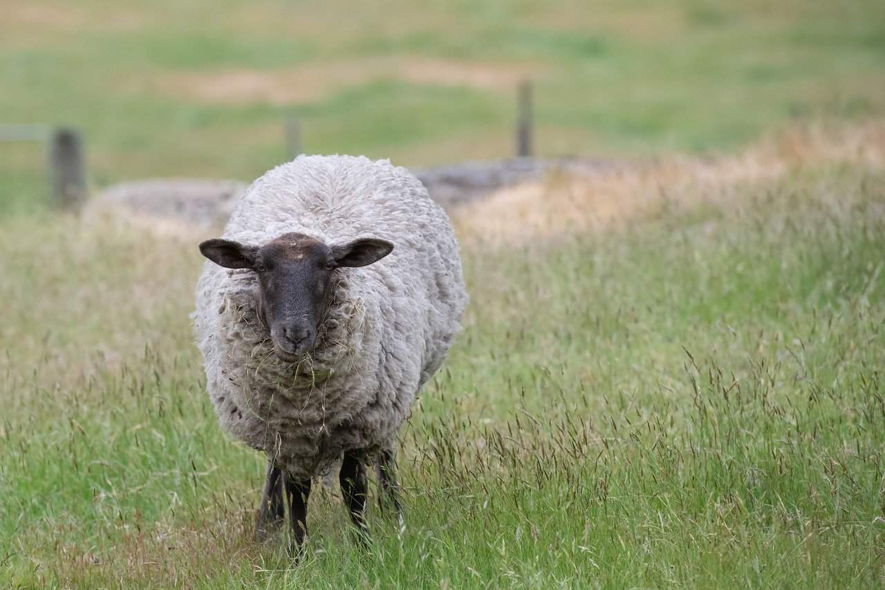 Suffolk Sheep: Information, Behavior, and Care Guide - Pet Breeezy