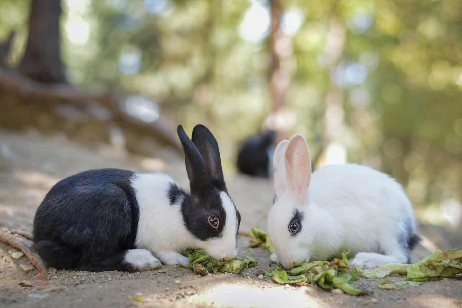Common Reasons Why Do Rabbits Dig and Scratch on Your Clothes? - Pet ...