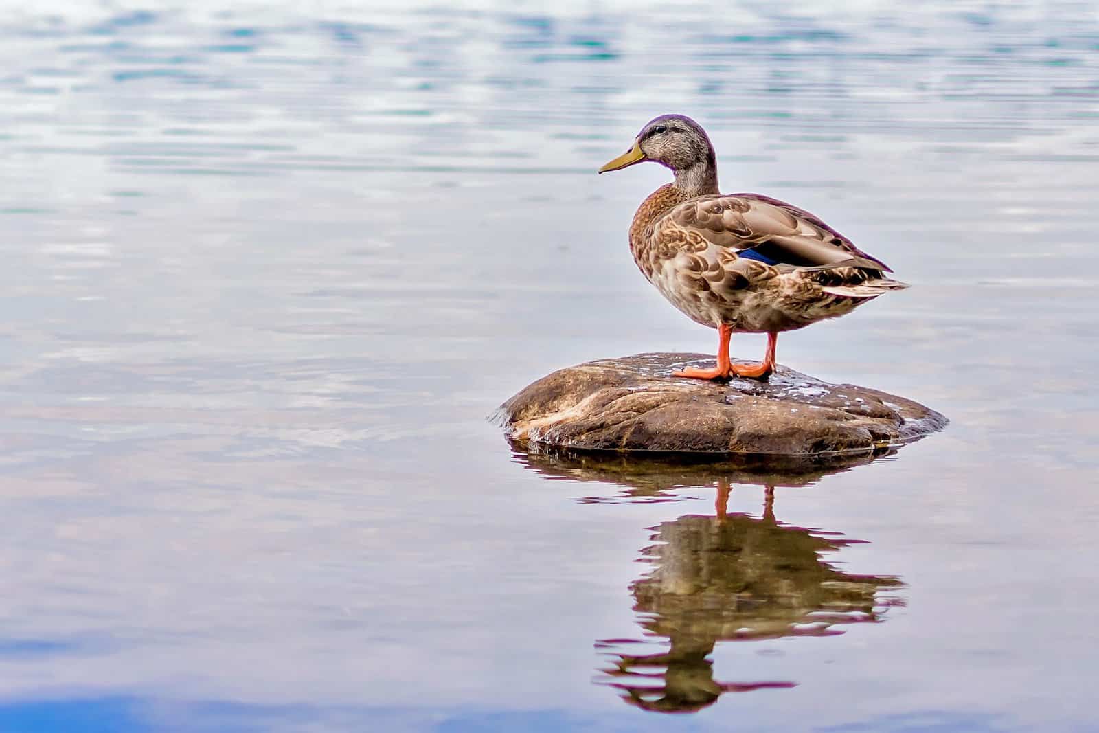 Swedish Yellow Duck: Everything You Need to Know - Pet Breeezy