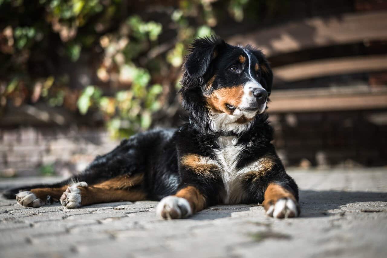 16 Best Farm Dog Breeds to Live on a Ranch - Pet Breeezy