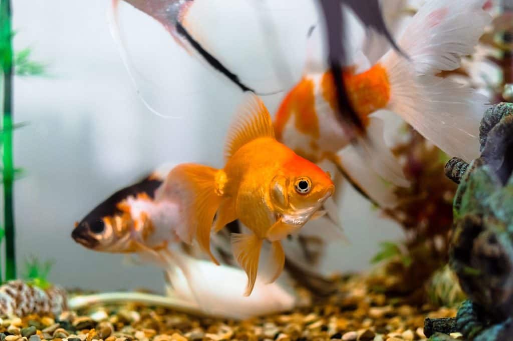 105 Goldfish Names: Ideas for Friendly & Classic Fish - Pet Breeezy