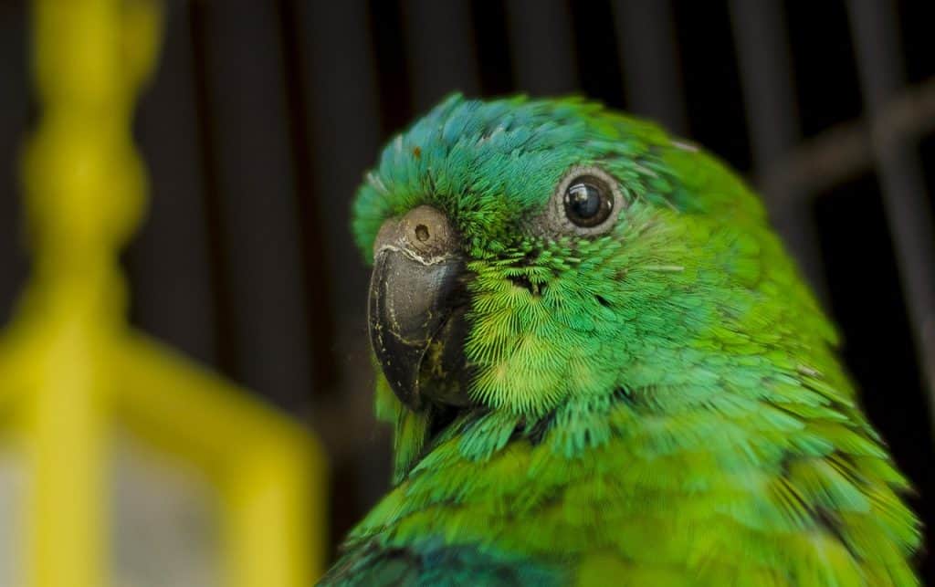 Top 8 Green Parrots You Can Keep As Pets with Images - Pet Breeezy