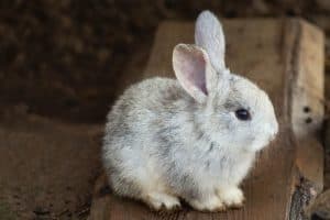 How to Determine the Age of a Wild Rabbit with Images - Pet Breeezy