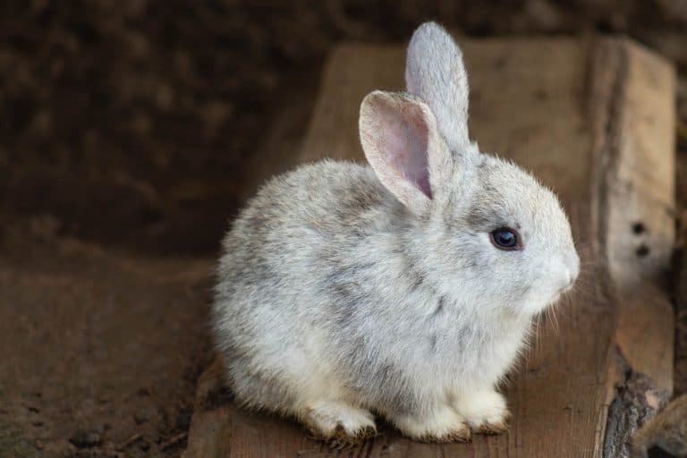 How to Determine the Age of a Wild Rabbit with Images - Pet Breeezy