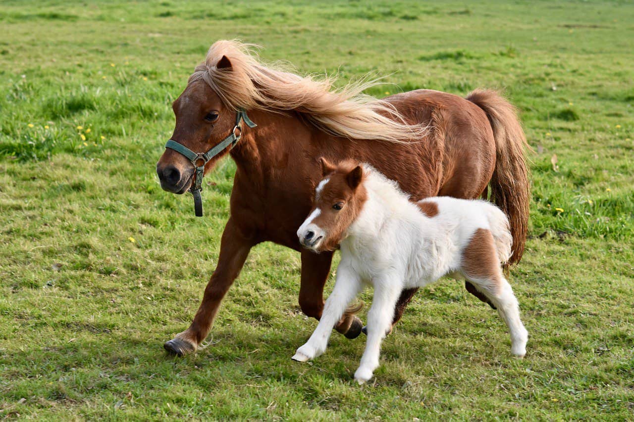 105 Pony Names: Ideas to Calm & Caring for Ponies - Pet Breeezy