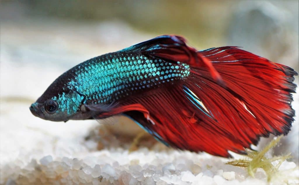 105 Betta Fish Name Ideas for Unique and Cool Fish - Pet Breeezy