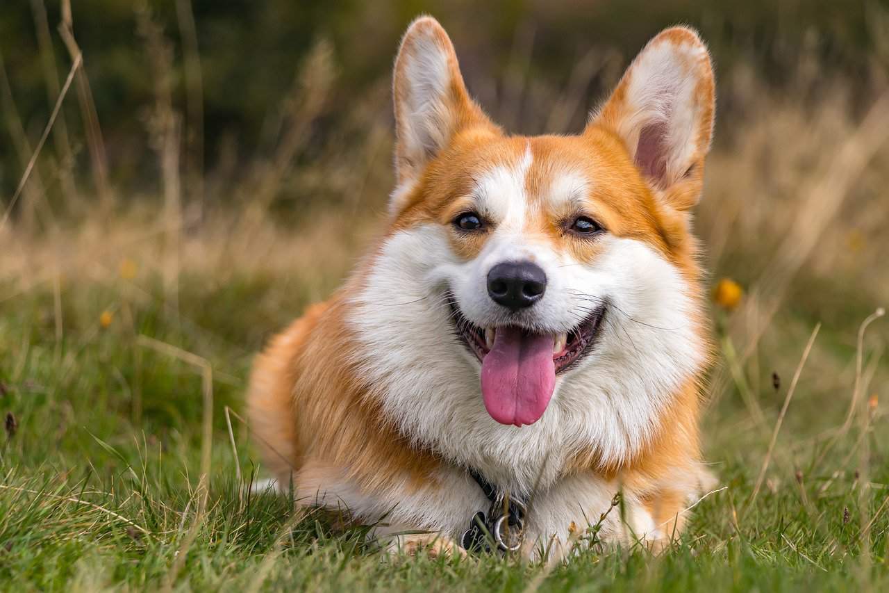 16 Best Farm Dog Breeds to Live on a Ranch - Pet Breeezy