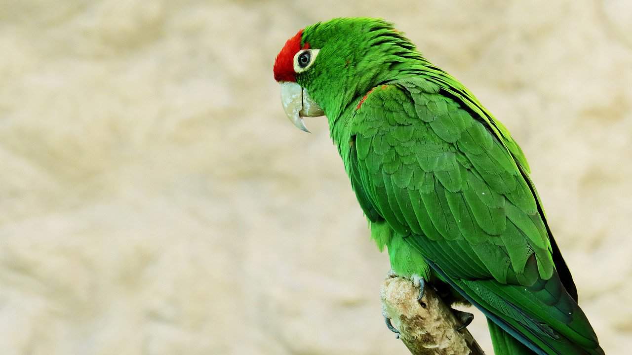 14 Best Amazon Parrots You Can Keep As Pets - Pet Breeezy