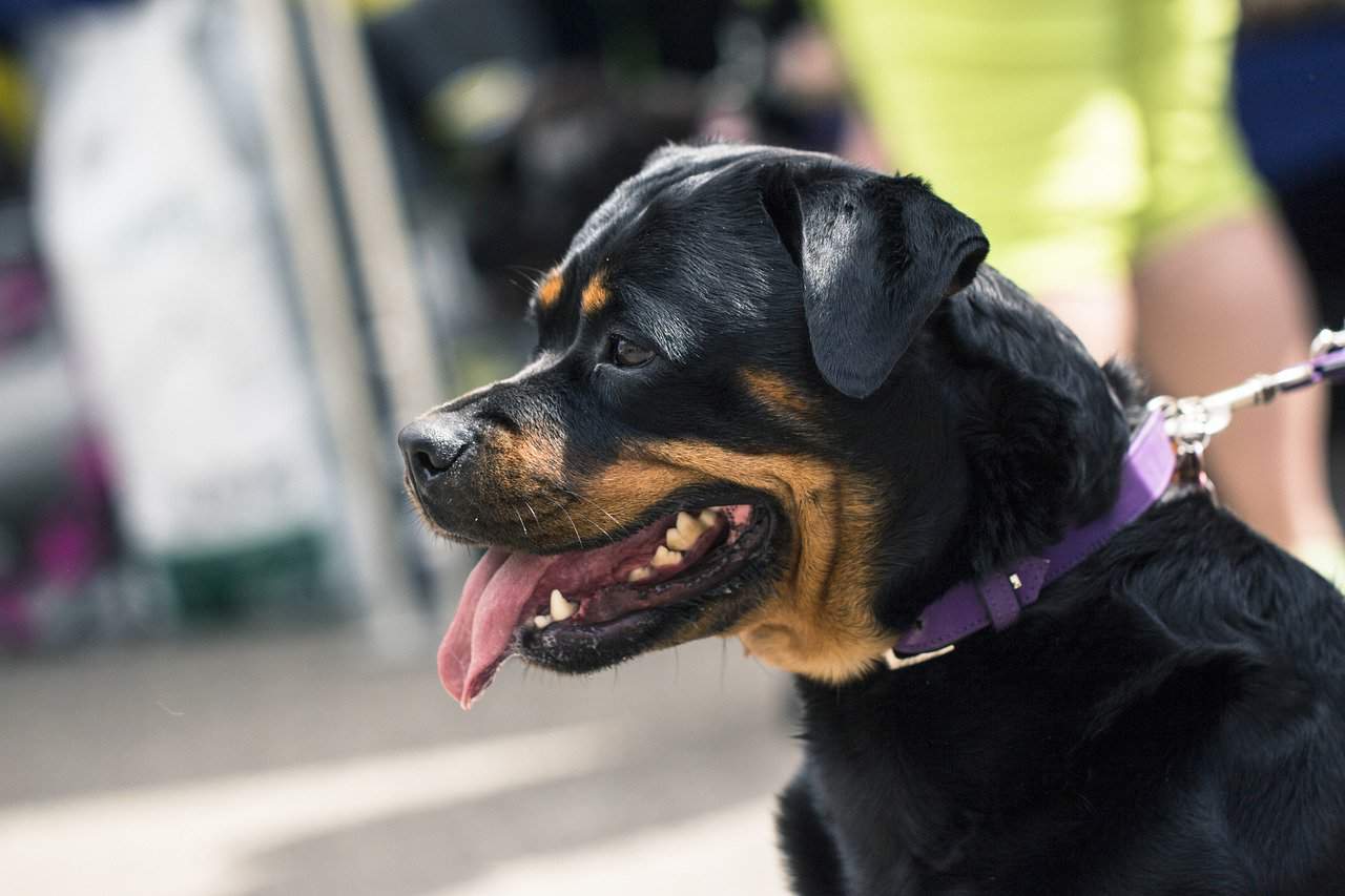 16 Best Farm Dog Breeds to Live on a Ranch - Pet Breeezy