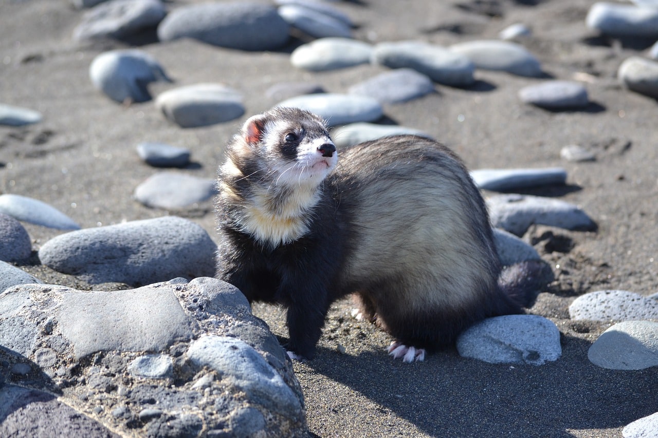 Ferret vs Weasel: What's the Difference? - Pet Breeezy