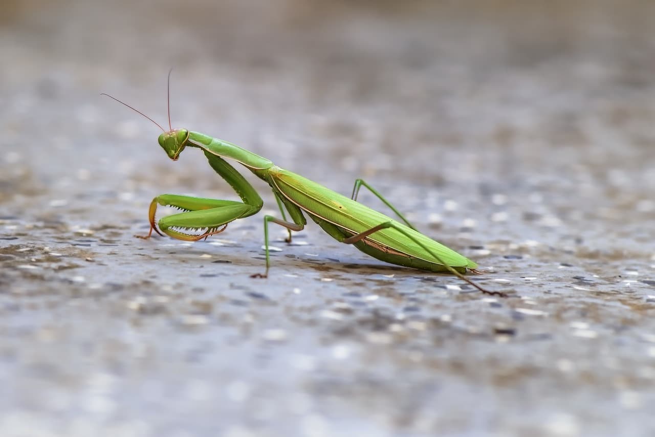 10 Best Insects That Make Great Pets - Pet Breeezy
