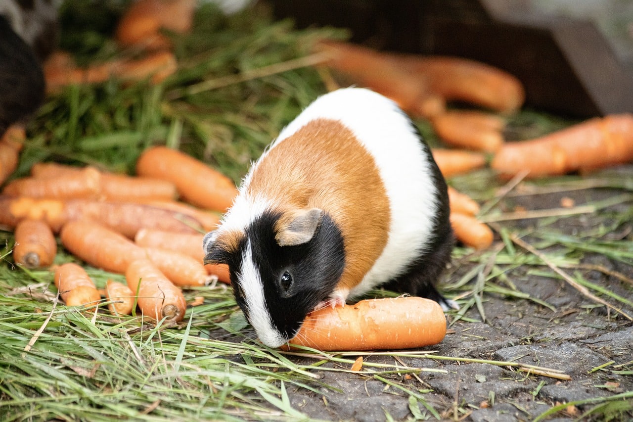 What do Guinea Pigs eat? These are the Best Foods to Feed Your Guinea ...