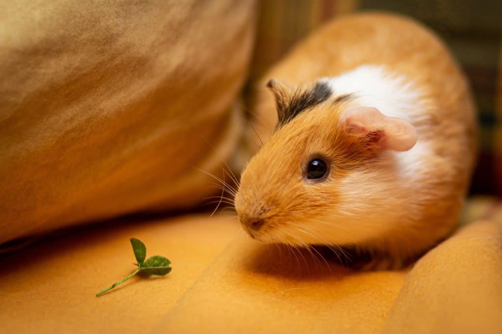 American Guinea Pig Breed Information: Pictures, Traits, & More! - Pet Breeezy