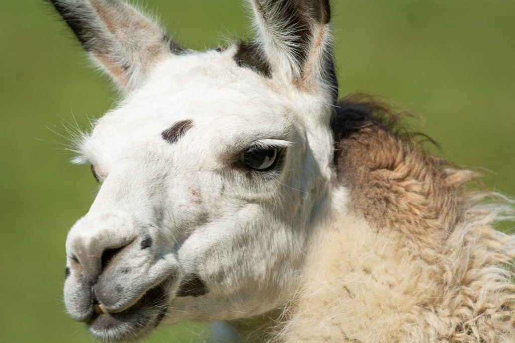 What Are the Differences Between Alpaca and Llama? - Pet Breeezy