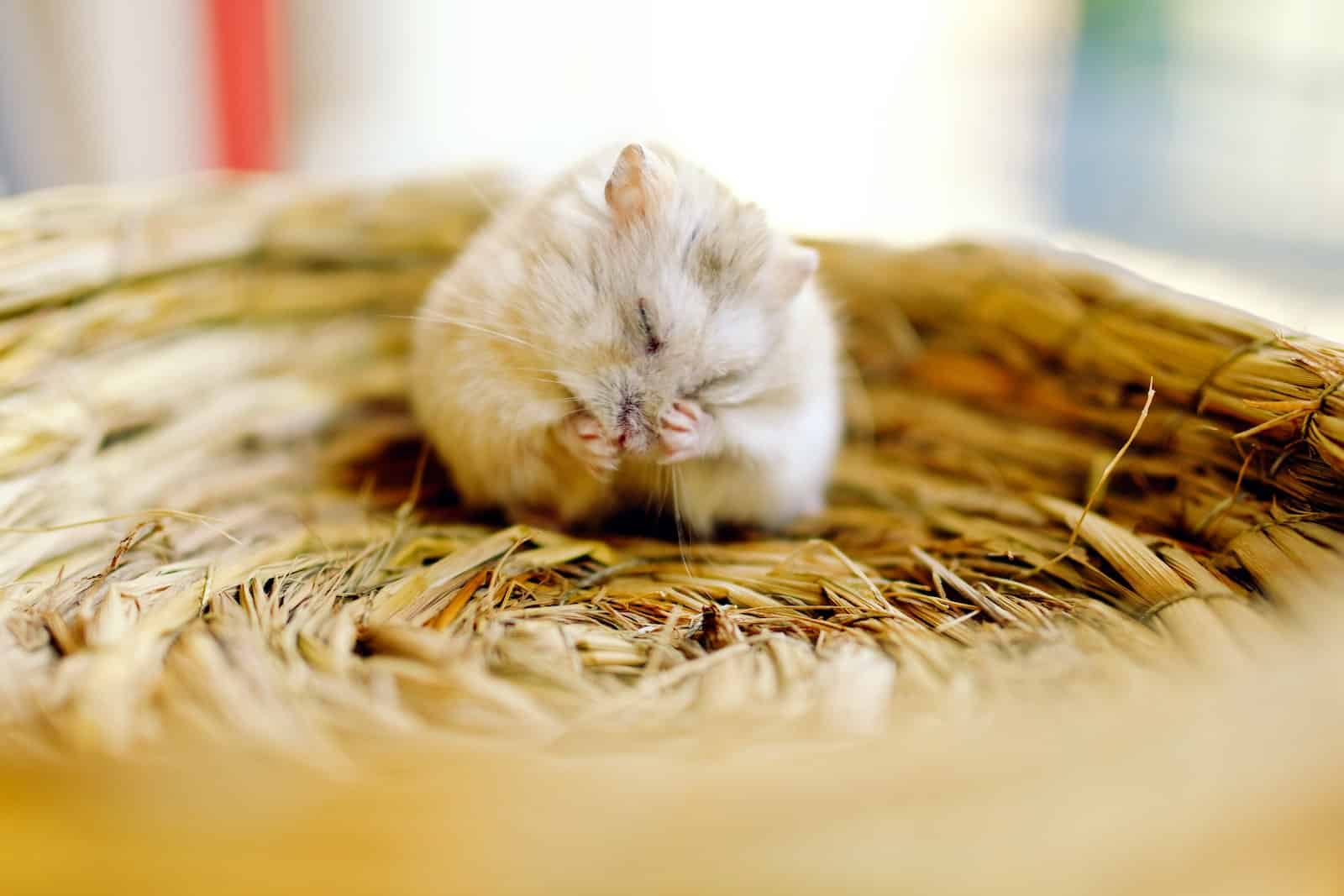 Roborovski Dwarf Hamster Information: Facts, Traits, and More - Pet Breeezy