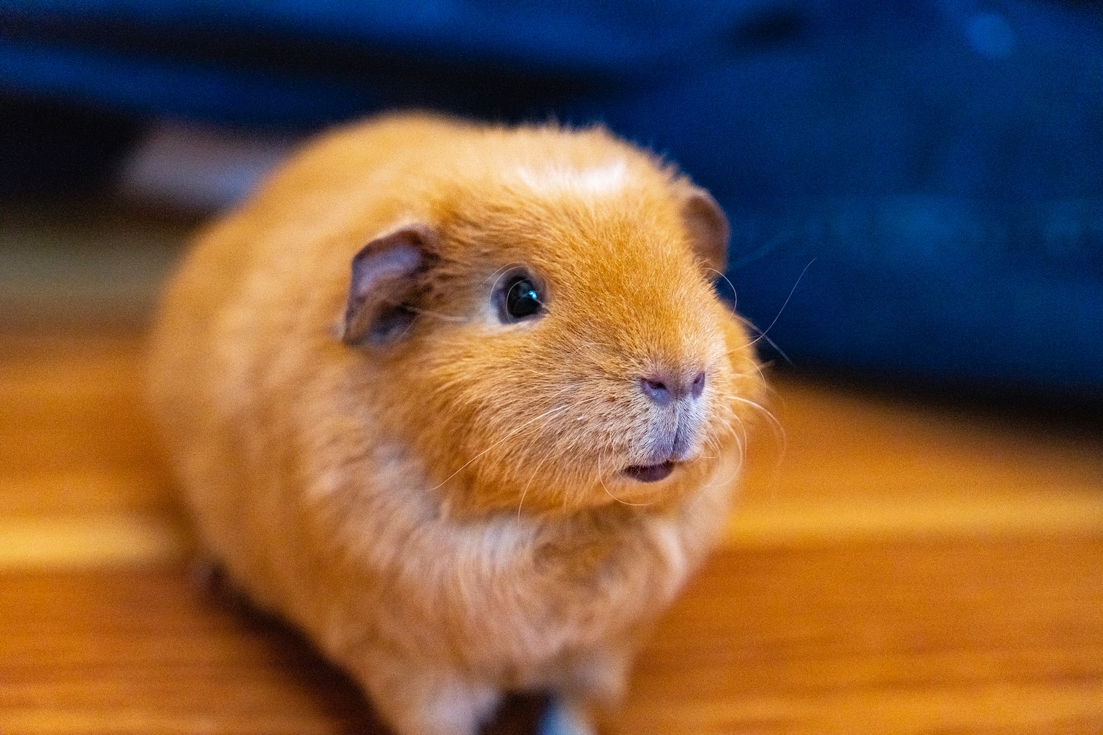 Syrian Hamster Information: Facts, Traits, and More - Pet Breeezy