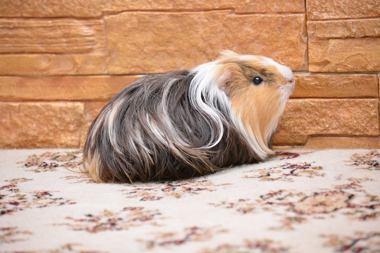 Alpaca Guinea Pig Breed Information: Facts, Traits, And More - Pet Breeezy