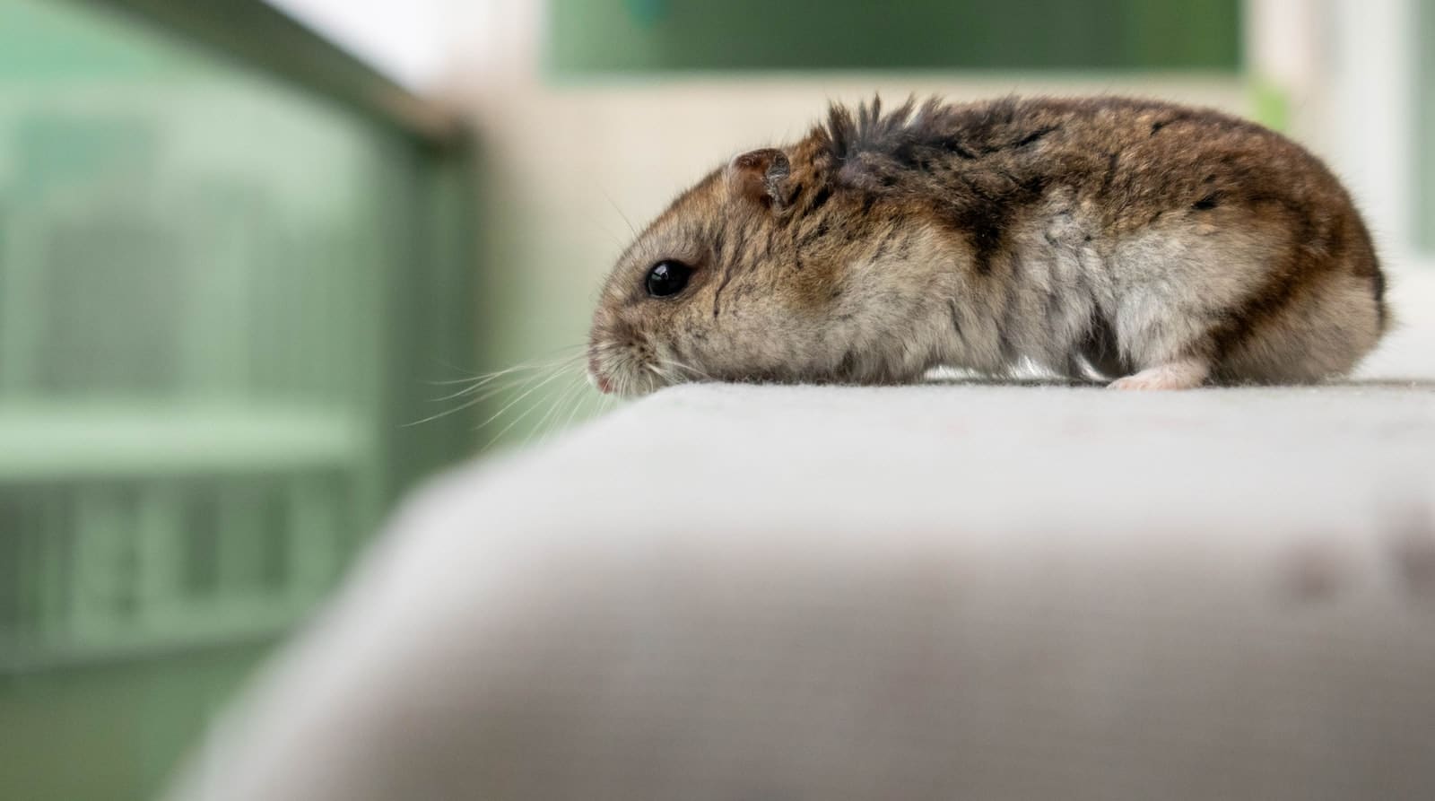 Campbell’s Russian Dwarf Hamster: Facts, Temperament, & More - Pet Breeezy
