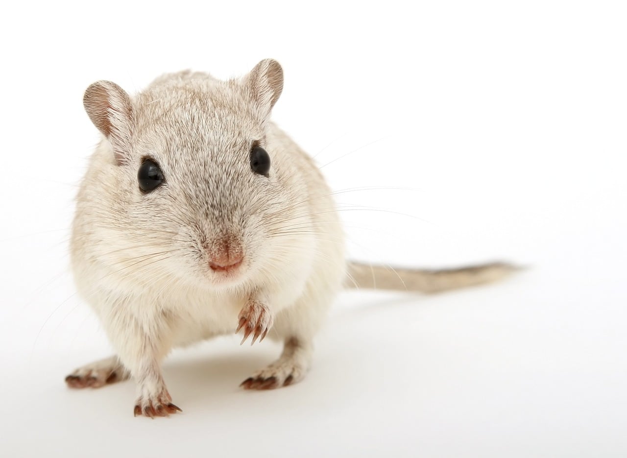 An Overview of 5 Gerbil Breeds - Pet Breeezy