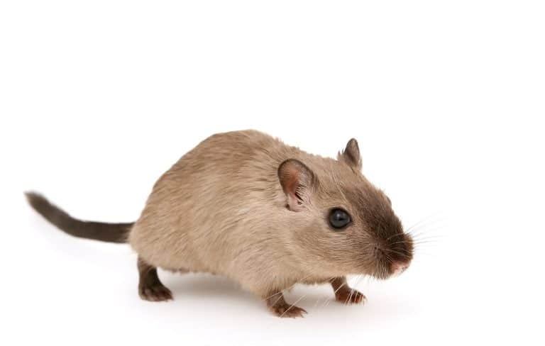 An Overview of 5 Gerbil Breeds - Pet Breeezy