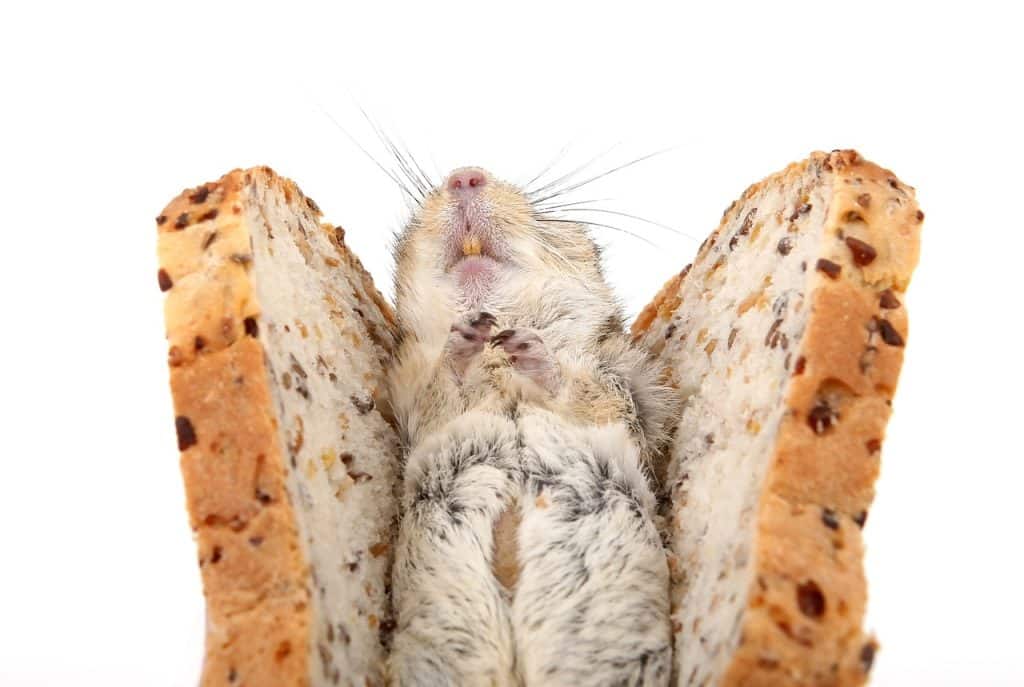 5 Meanings of Gerbil Sounds - Pet Breeezy