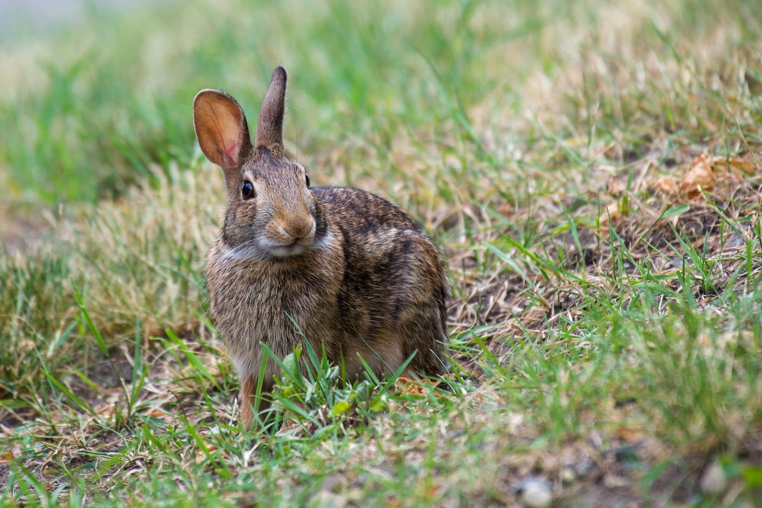 Eastern Cottontail Rabbit: Facts, Behavior & Care Guide - Pet Breeezy