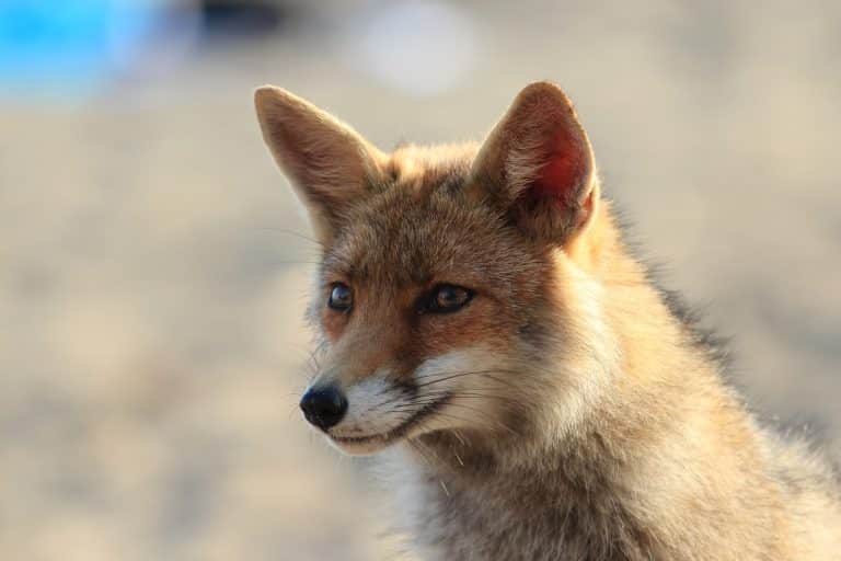 Four Seasons of Fox Life Cycles & Frequently Asked Questions - Pet Breeezy