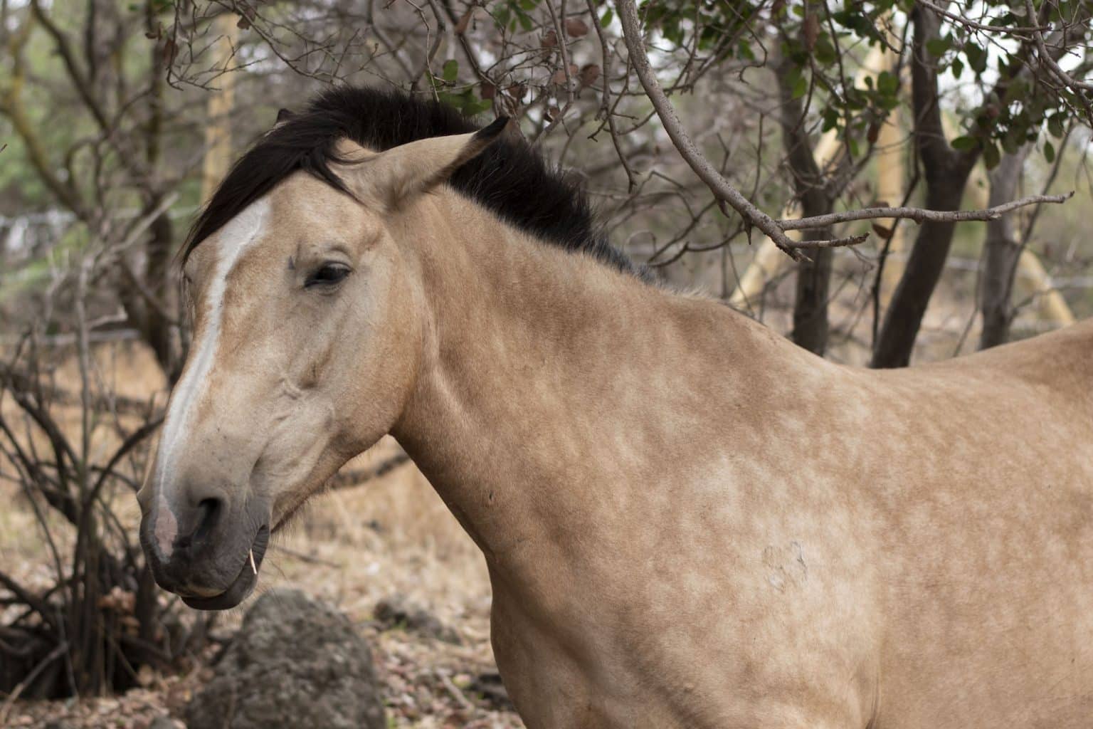 Interesting Information about Grulla/Grullo Horses - Pet Breeezy