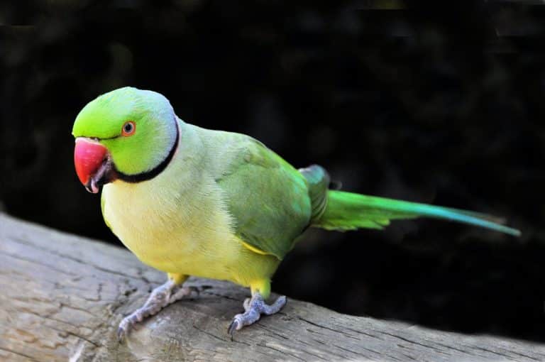 10 Sounds of Parakeets and Their Meanings - Pet Breeezy