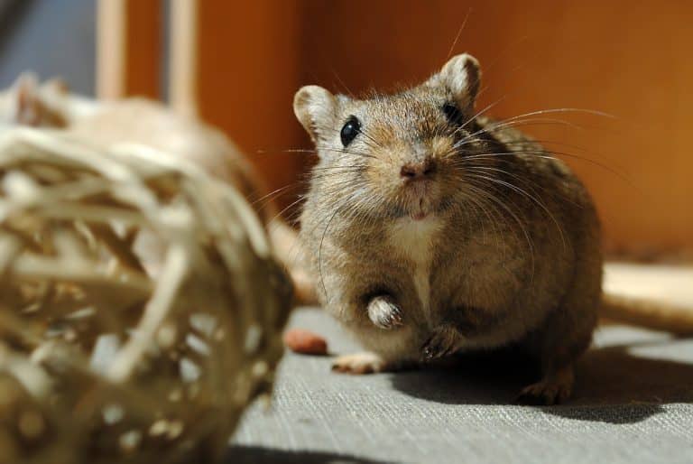 An Overview of 5 Gerbil Breeds - Pet Breeezy