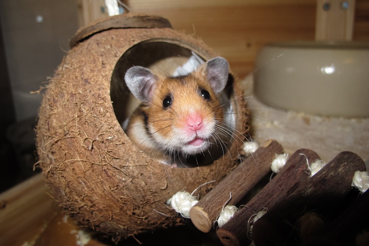 Hamster: Different Coat Patterns & Colors - Pet Breeezy