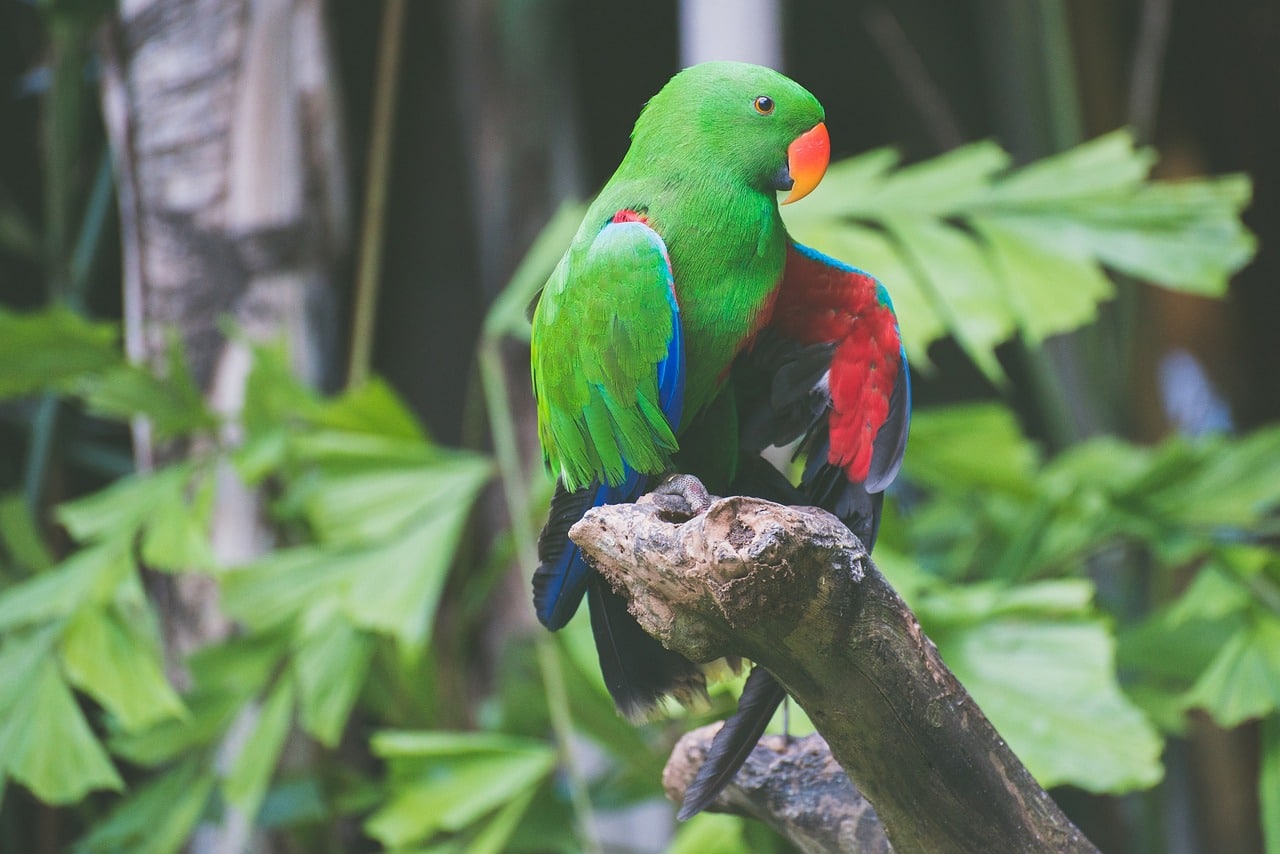 Different Colors, Types, Varieties, & Patterns of Parakeets - Pet Breeezy