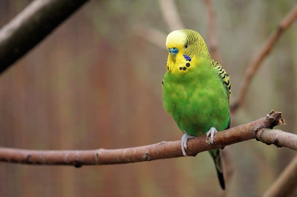 How to Pick the Appropriate Cage Size for Your Budgies? - Pet Breeezy
